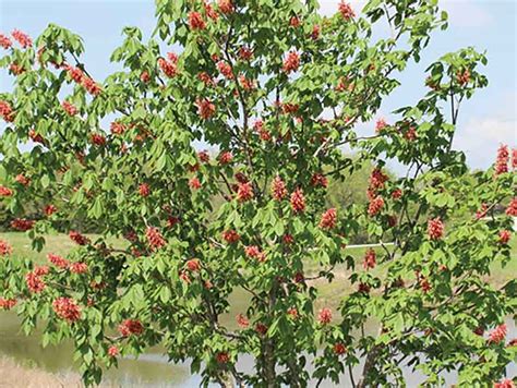 Missouri S Native Flowering Trees Missouri Life Magazine