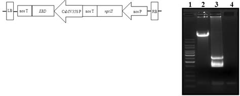 Schematic Diagram Showing The T Dna Region Of The Binary Vector Download Scientific Diagram