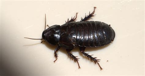Cockroach Control Brisbane 0480 022 718 Emergency Residential