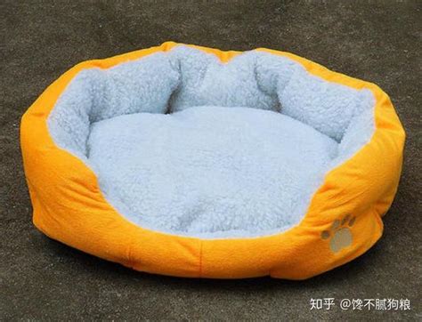 冬天了比熊犬究竟怕不怕冷需要穿衣服吗 知乎