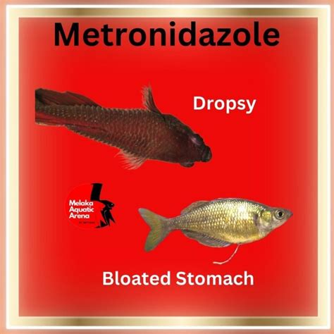 Metronidazole For Fish A Comprehensive Guide 20g