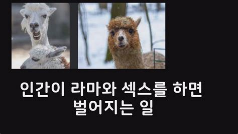 남자가 라마랑 섹파를 하면 안되는 이유 Youtube