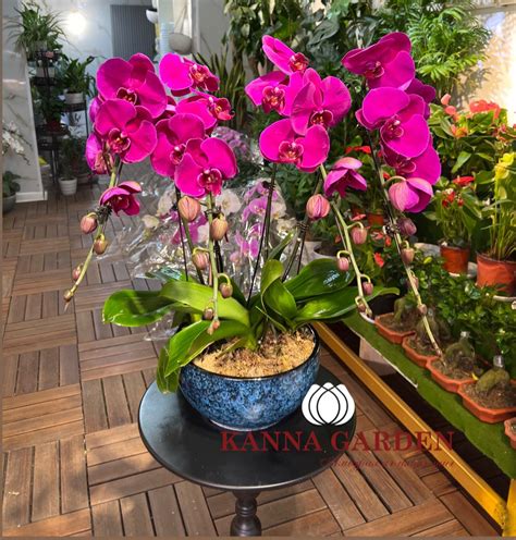 Канна Цахирмаа цэцгийг дангаар болон олноор зориулалтын тунгалаг сав болон гоёлын шаазан