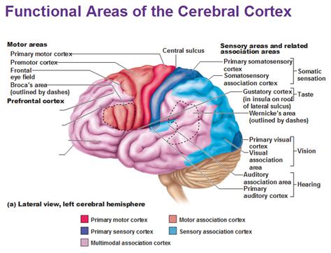Functional Areas Of The Cerebral Cortex