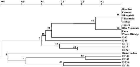 Dendrogram Generated After Upgma Using Ssr Based Genetic Distance