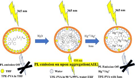Schematic Representation Of Investigations Of The Fluorescent Onoff