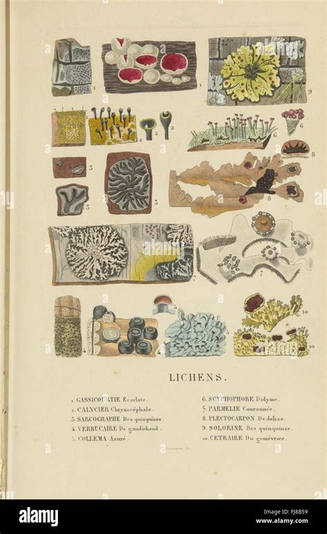 A Classical Dictionary Of Natural Sciences Providing Definitions And