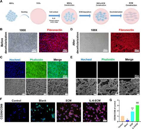 Mscs Derived Ecm Functionalized Hydrogel Regulates Macrophage