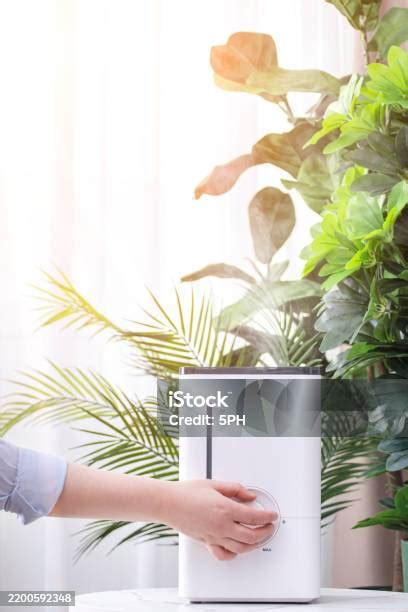일하는 가정용 가습기와 집 식물이있는 현대 아파트에서 여자의 손 가습기에 대한 스톡 사진 및 기타 이미지 가습기 가정의 방 건강관리와 의술 Istock