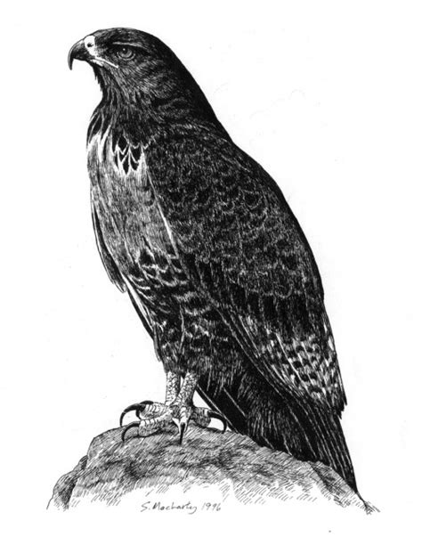 Buzzard Drawing At PaintingValley Com Explore Collection Of Buzzard Drawing