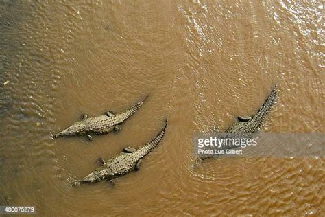 Crocos Photos and Premium High Res Pictures - Getty Images