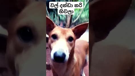 වල් හිවලා නරි දන්ඩා 😋😆🤓😆😆🤓🤓 Youtube