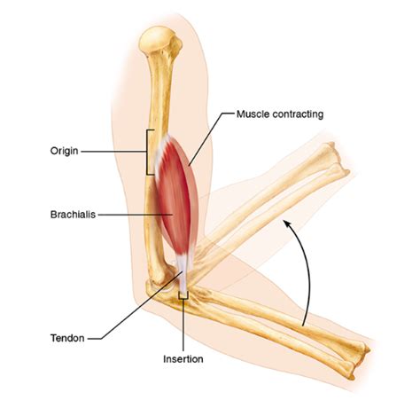 movements allowed by synovial joints diagram quizlet