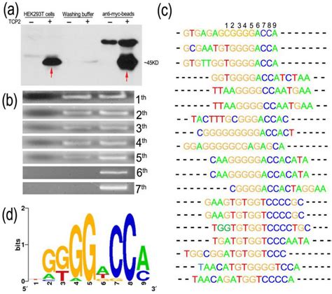 The Identification Of Tcp2 Protein Binding Sites With Rbss A The