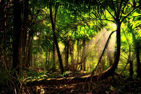 Amazon Rainforest Hd Wallpapers Wallpaper Cave