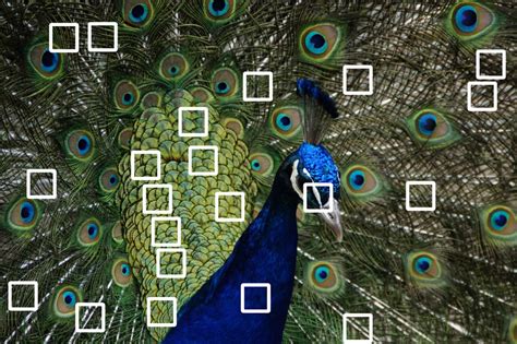 1 Comparison Among Fixed Size Patches And Adaptive Patches Download Scientific Diagram