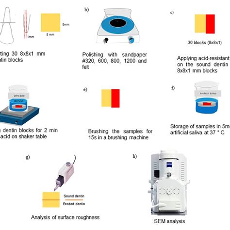 Flowchart Showing The Steps Followed To Analyze Dentin Permeability