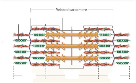 Label The Sarcomere Diagram Quizlet