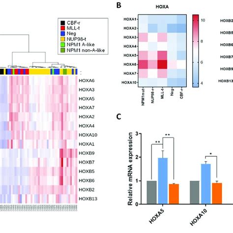 Hoxa And Hoxb Gene Expression According To Npm1 Mutations A Download Scientific Diagram