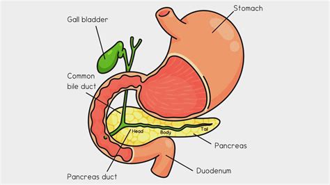 Enlarged Bile Duct Massively Dilated Common Bile Duct An Unusual