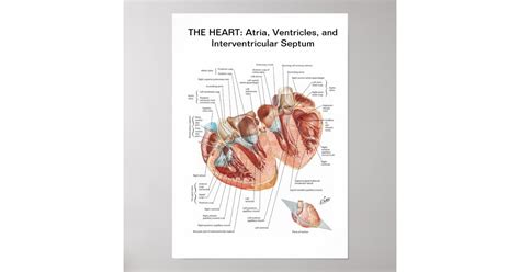 Poster Of Netter Heart In Cross Section Zazzle