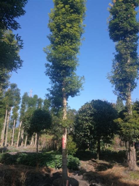 水楠木树 水楠木树特征图片 水楠木做什么好 大山谷图库