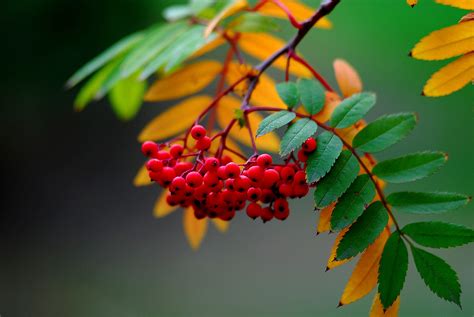 红豆相思树 堆糖美图壁纸兴趣社区
