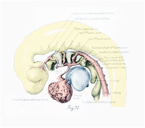 Paper Transformation Of The Aortic Arch System During The Development Of The Human Embryo