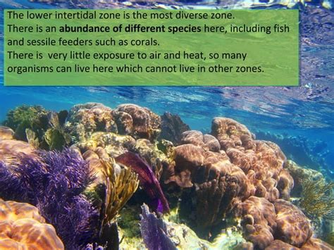 Lecture 6 Intertidal Zones Ppt