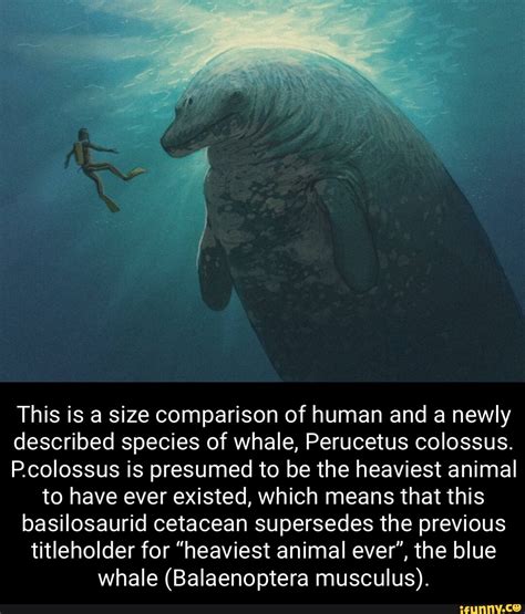 This Is A Size Comparison Of Human And A Newly Described Species Of Whale Perucetus Colossus P