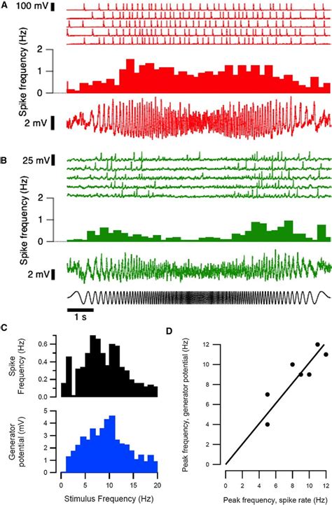 Spikes And Graded Responses Represent Similar Temporal Filters A Download Scientific Diagram