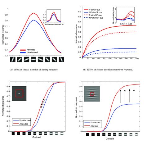 A Multiplicative Modulation Of Neuron Responses Due To Spatial
