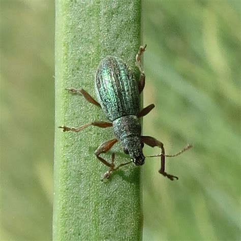 Salt Marsh Spring Weevil Polydrusus Pulchellus