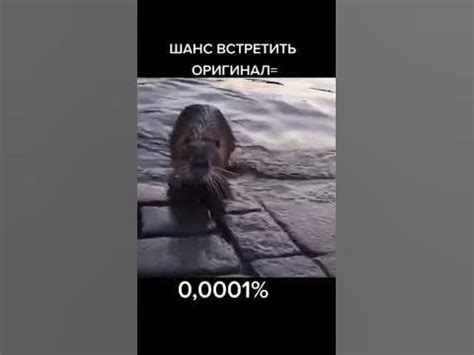 бобер курва #kurven #kurwa #poland #реки #бобёр - YouTube