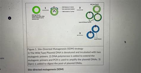 Figure 1 Site Directed Mutagenesis Sdm Strategy 1