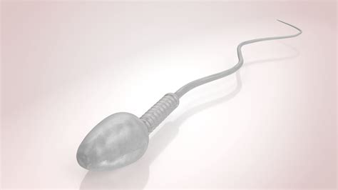 3d Model Animated Sperm Cell Or Spermatozoa Vr Ar Low Poly Cgtrader