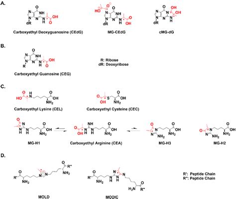 Chemical Structures Of Mg Modified Nucleic And Amino Acids A Mg Download Scientific Diagram