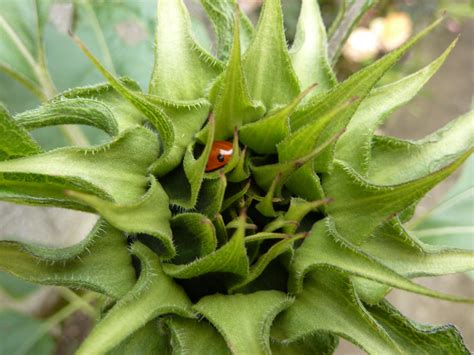 Ladbug Seeking The Sun By Caturah On Deviantart