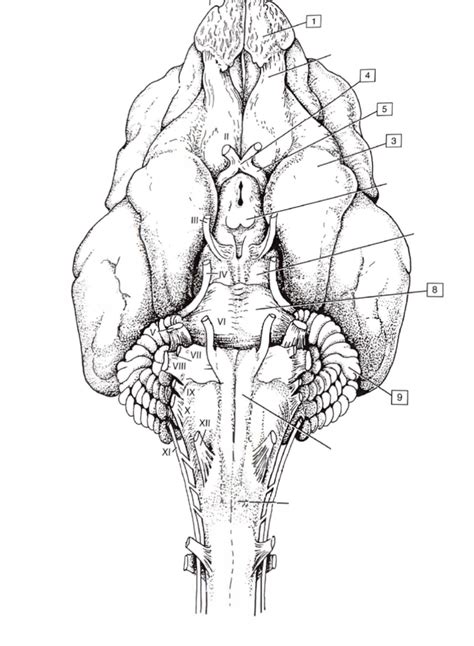 Brain Structures Diagram Quizlet