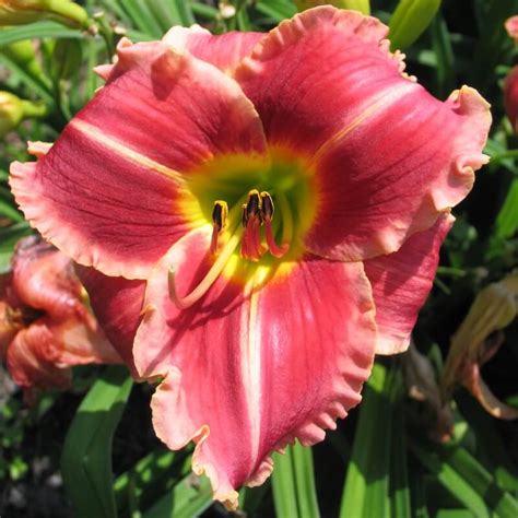 Oakes Daylilies Manage List