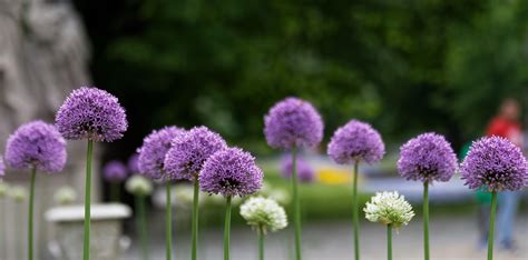 Giant Allium Bouquet