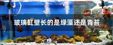 玻璃缸壁长的是绿藻还是青苔 鱼百科