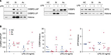 Protein Levels Of Ccaat Enhancer Binding Proteins C Ebpβ C Ebpδ And Download Scientific