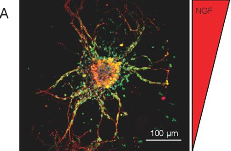 Figure 1 From Matrix Interactions Modulate Neurotrophin Mediated