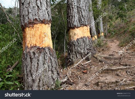 2 136 Bark Stripping Tree Trunk Images Stock Photos Vectors Shutterstock