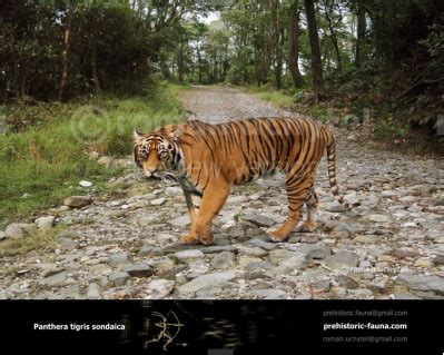 Javan Tiger Image Buy Uchytel