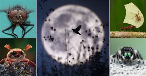 Petapixel The Big Story Behind Filming The Tiny Creatures In ‘a Real