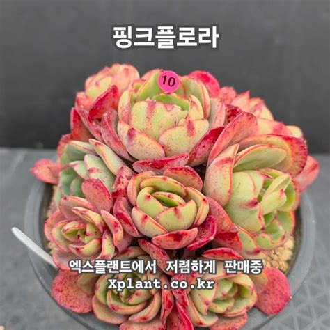 핑크플로라 다육이 다육식물 다육 Succulent 多肉植物 다육싸게파는곳 엑스플랜트 다육이키우기 다육이종류