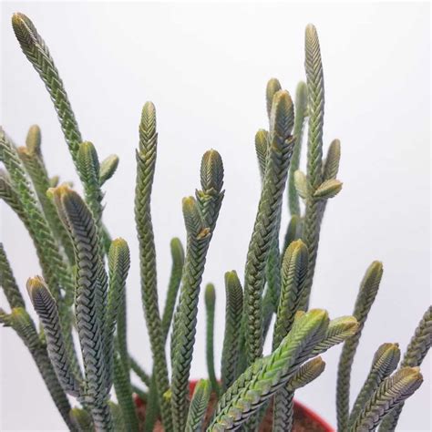 Эхеверия Шавиана Трюфельная - Echeveria Shaviana Truffles