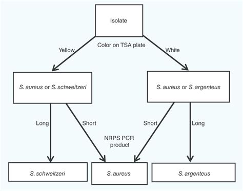 Staphylococcus Diagram